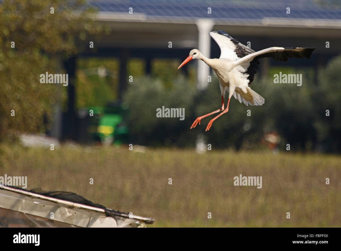 Deep wingbeat hi-res stock photography and images - Alamy