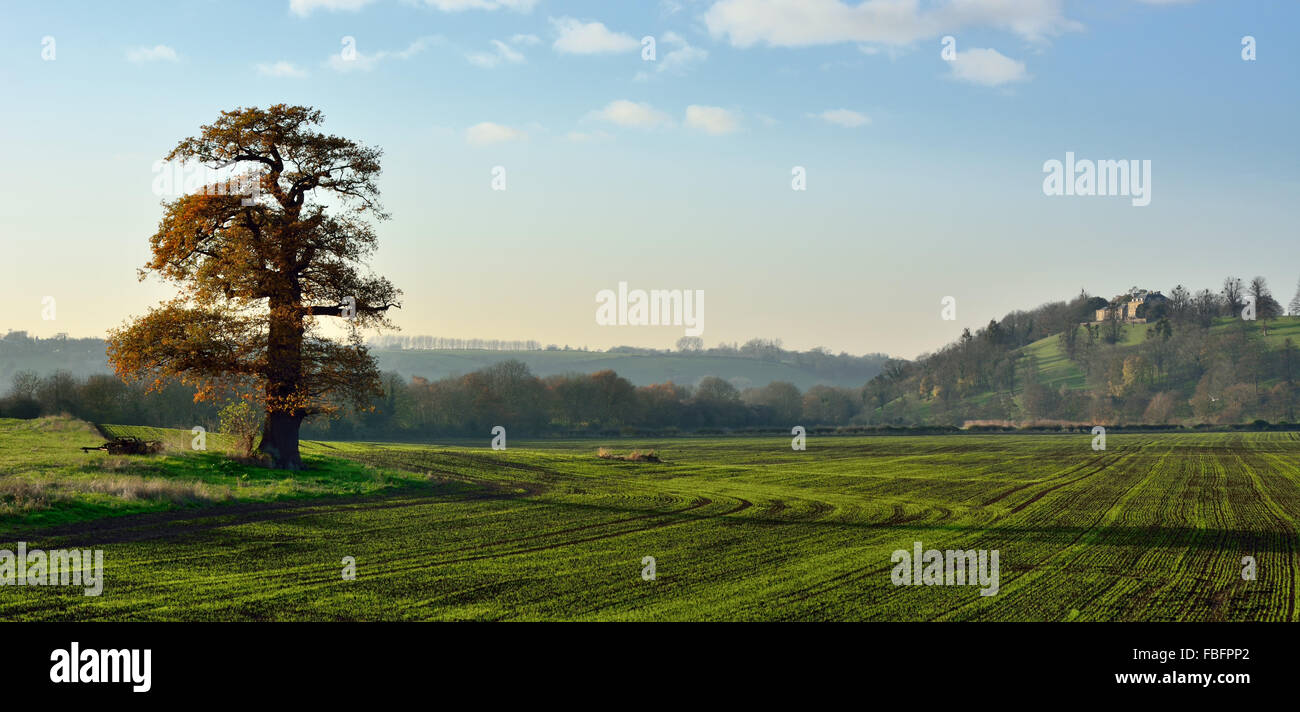 English landscape oak tree hi-res stock photography and images - Alamy