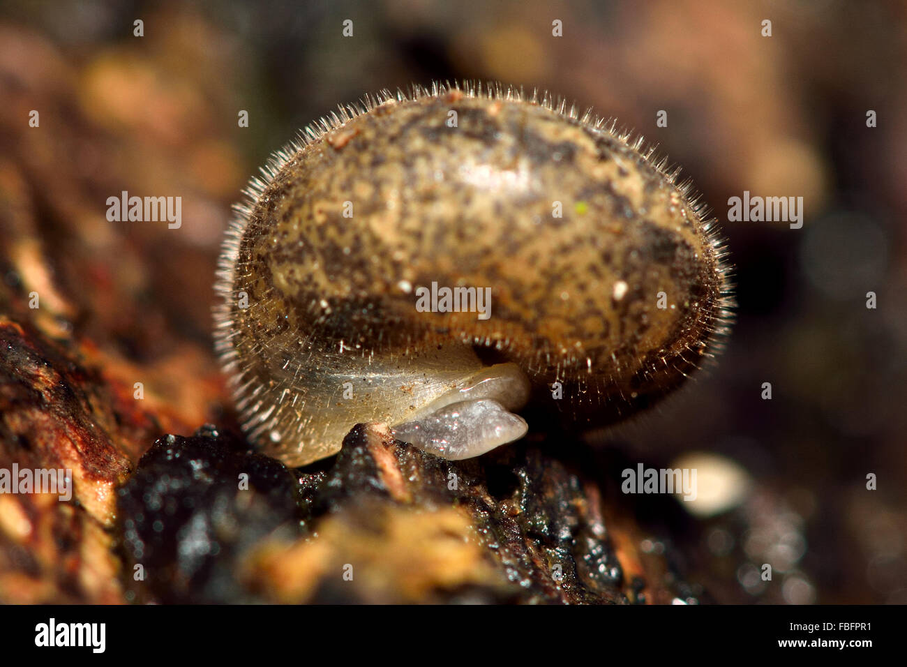 Hairy snail trochulus hispidus hi-res stock photography and images - Alamy