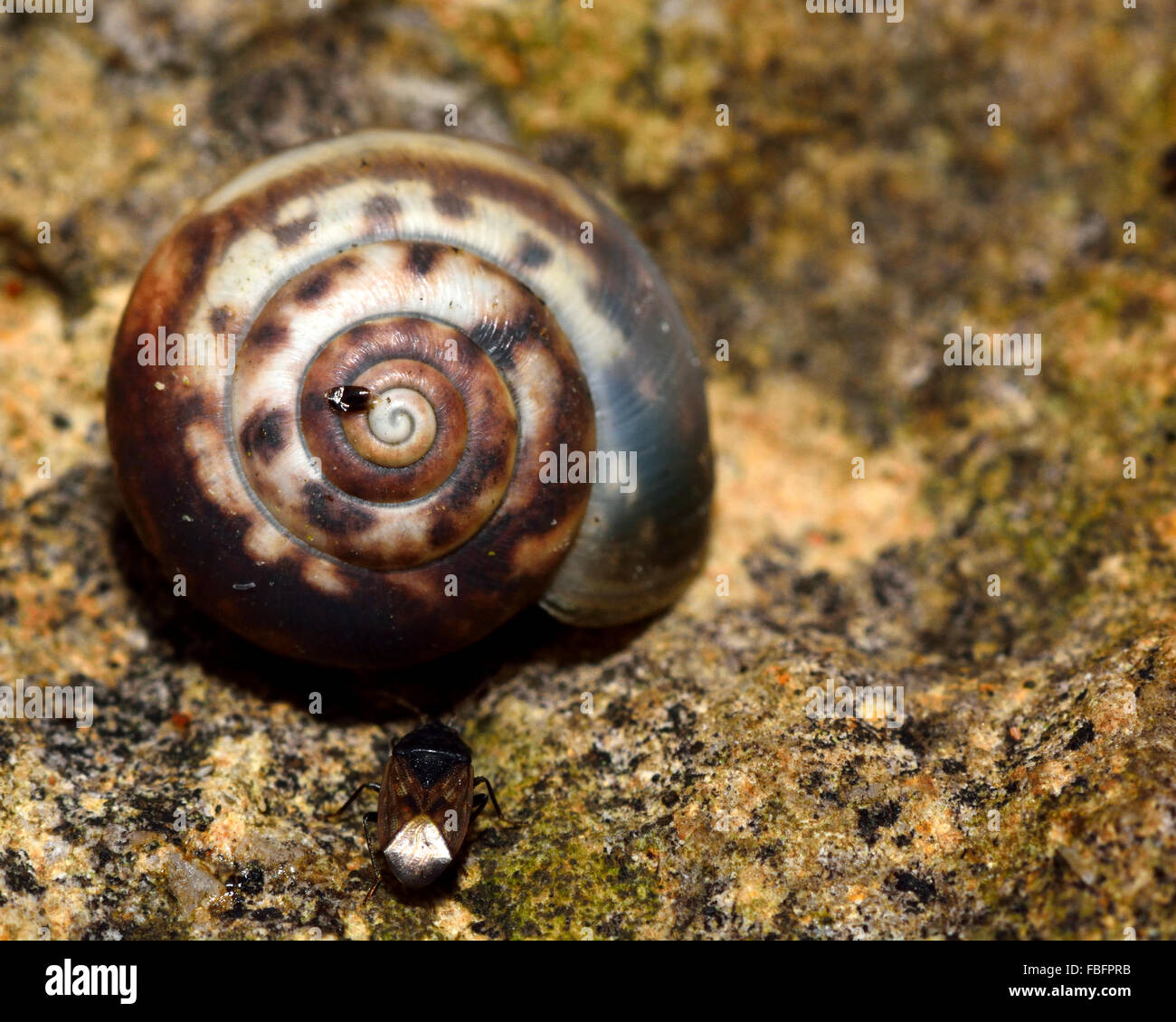 Monacha cantiana hi-res stock photography and images - Alamy