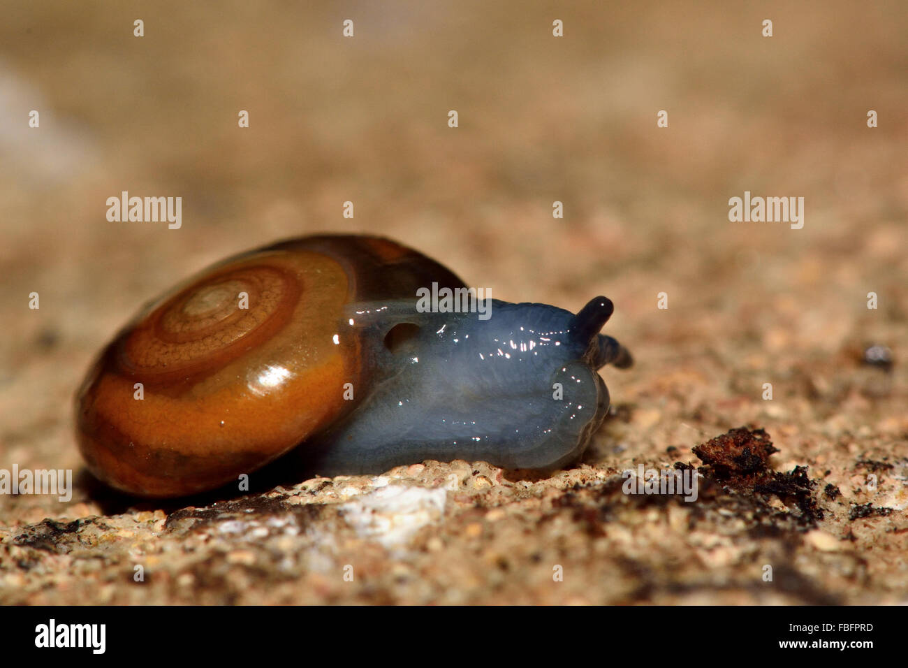 Garlic snail (Oxychilus alliarius). A snail in the family Oxychilidae ...