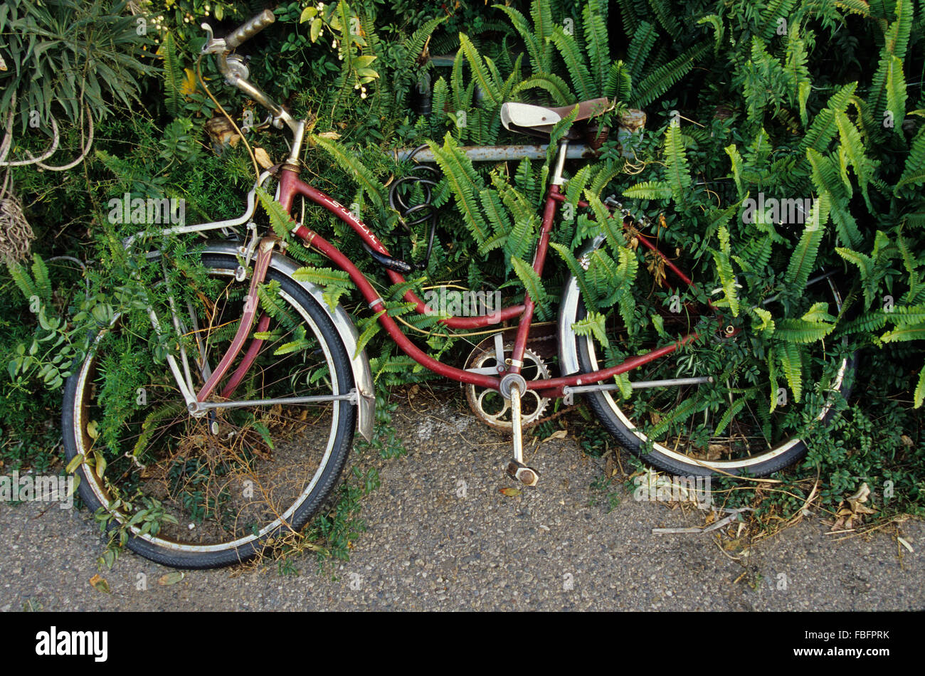 Old bushes hi-res stock photography and images - Alamy