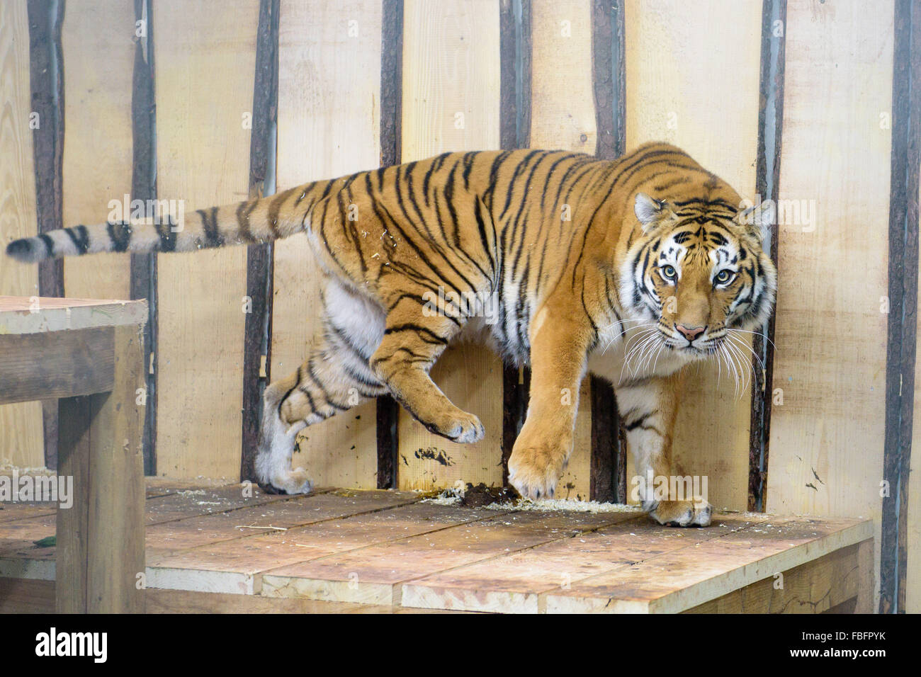 Massweiler, Germany. 13th Jan, 2016. Female tiger Vavara walks through ...