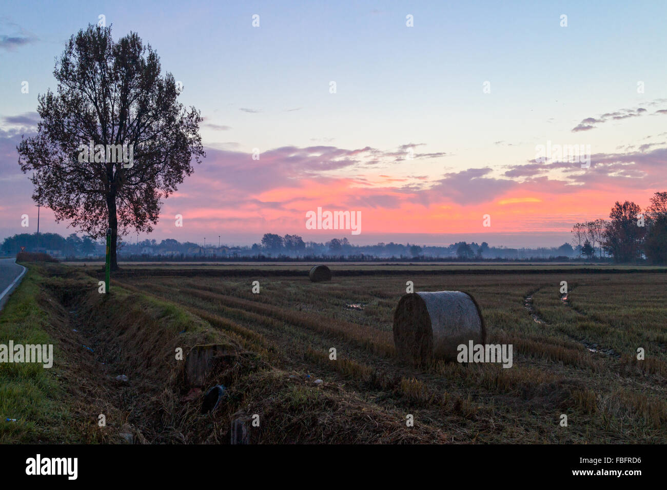 Beautiful autumn sunrise over empty rice fields along road with tree in ...