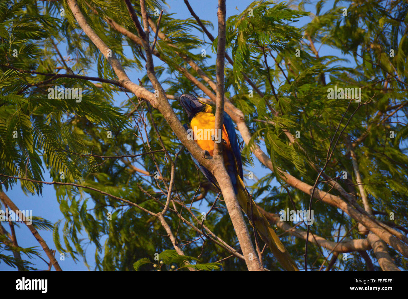 Macaws on a tree, brazilian fauna, birds from the cerrado, chapada dos ...