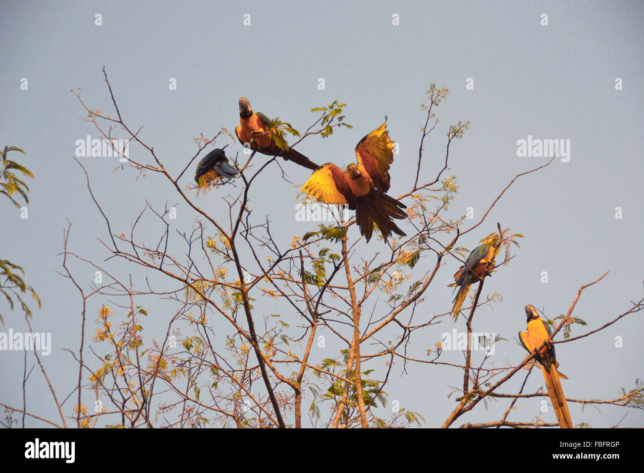 Fauna flying birds hi-res stock photography and images - Alamy
