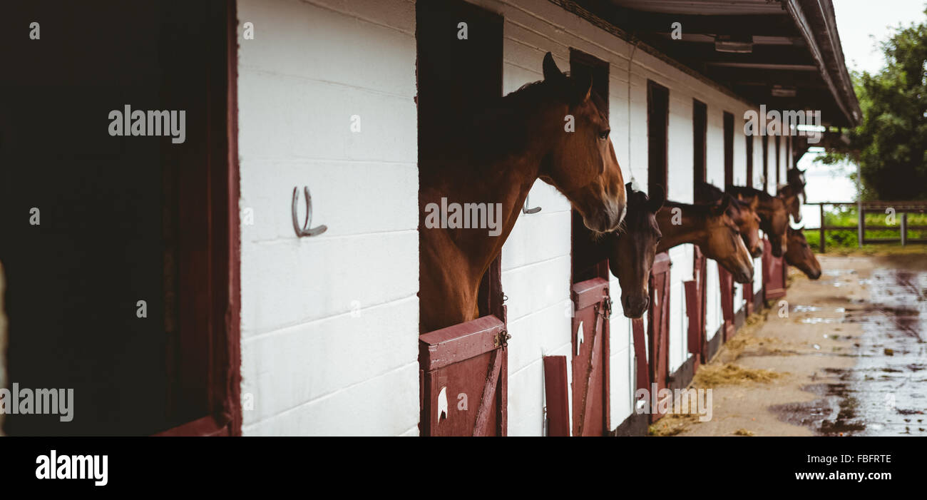 Horses in stable of equestrian centre Stock Photo - Alamy