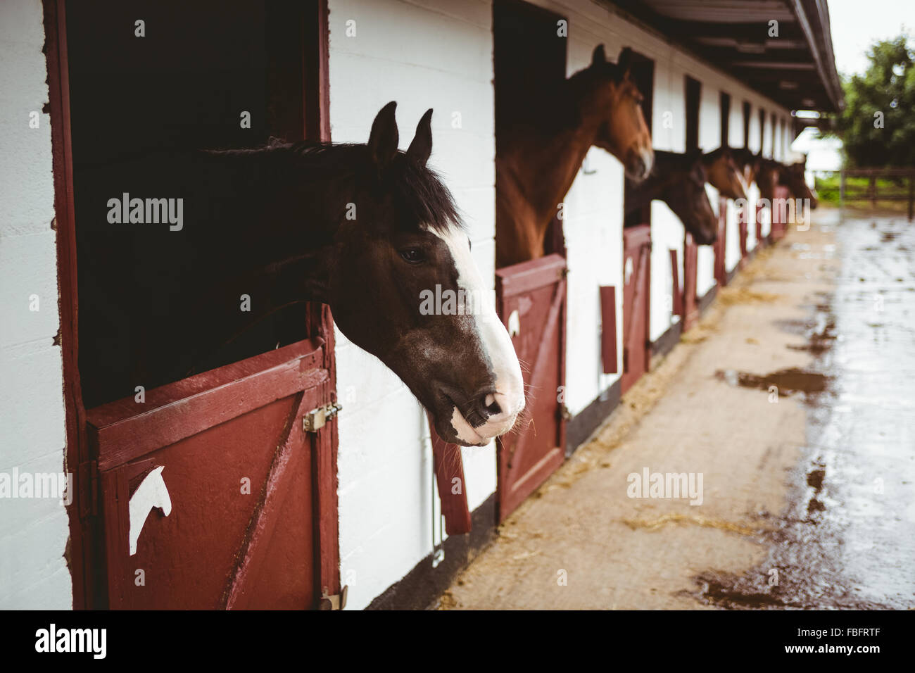 Horses in stable of equestrian centre Stock Photo - Alamy