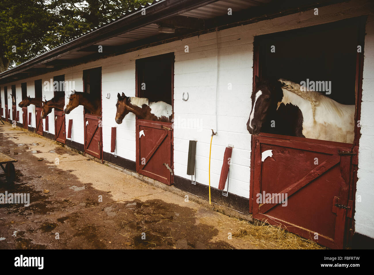 Horses in stable of equestrian centre Stock Photo - Alamy