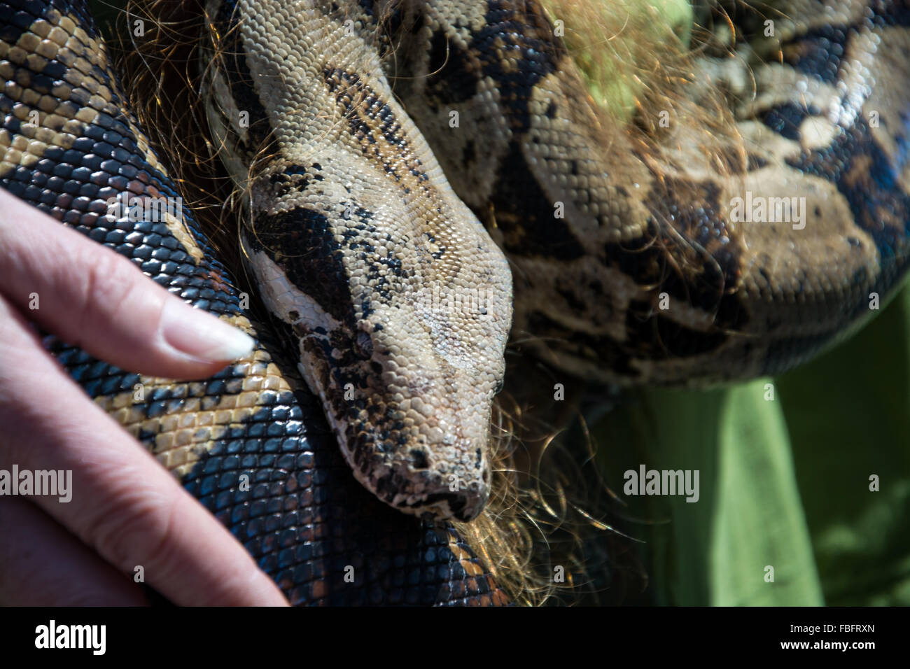 A python presented as a pet Stock Photo - Alamy