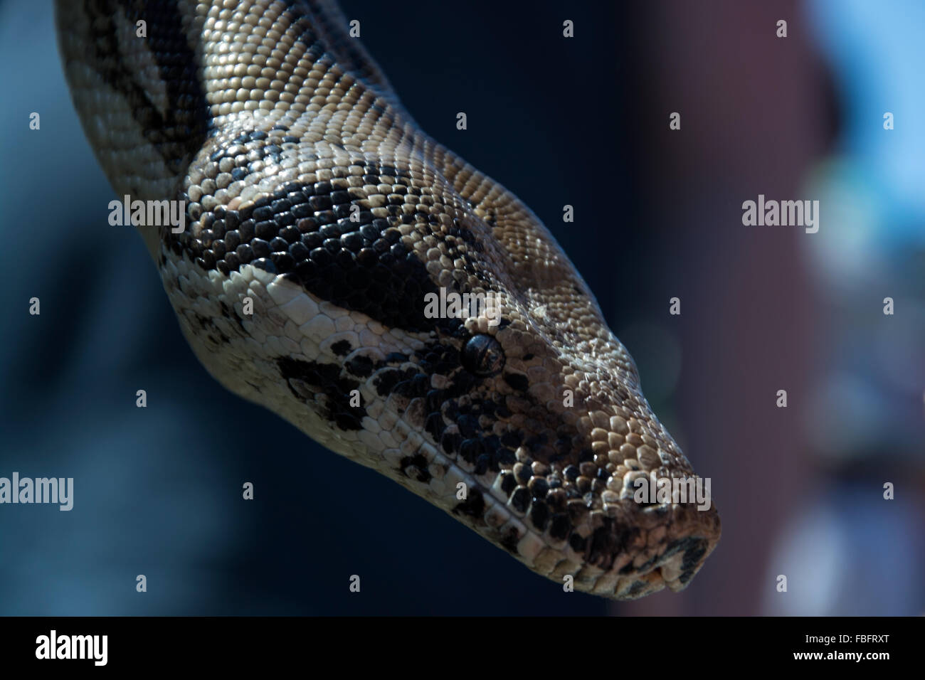 A python presented as a pet Stock Photo - Alamy