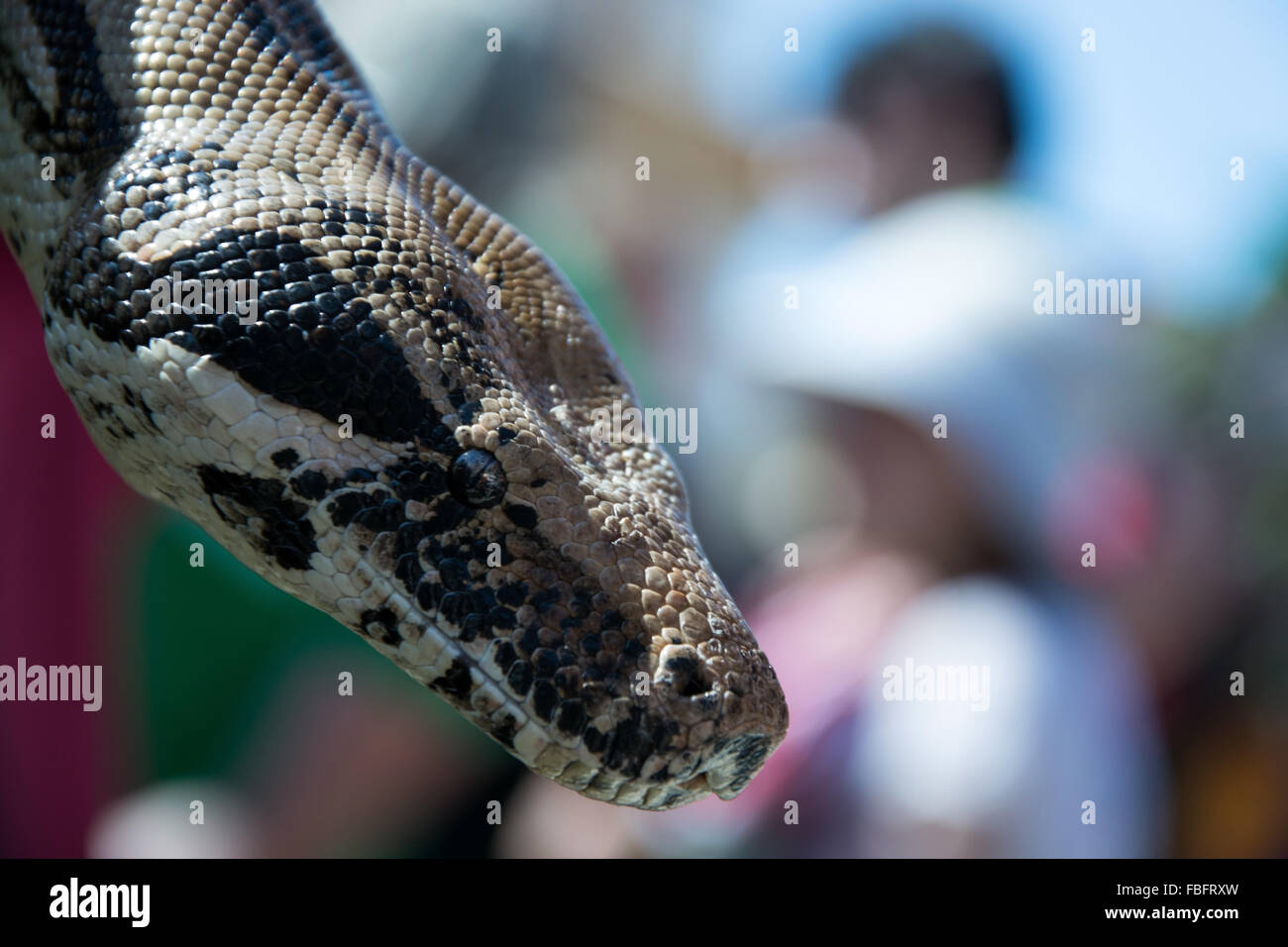 A python presented as a pet Stock Photo - Alamy