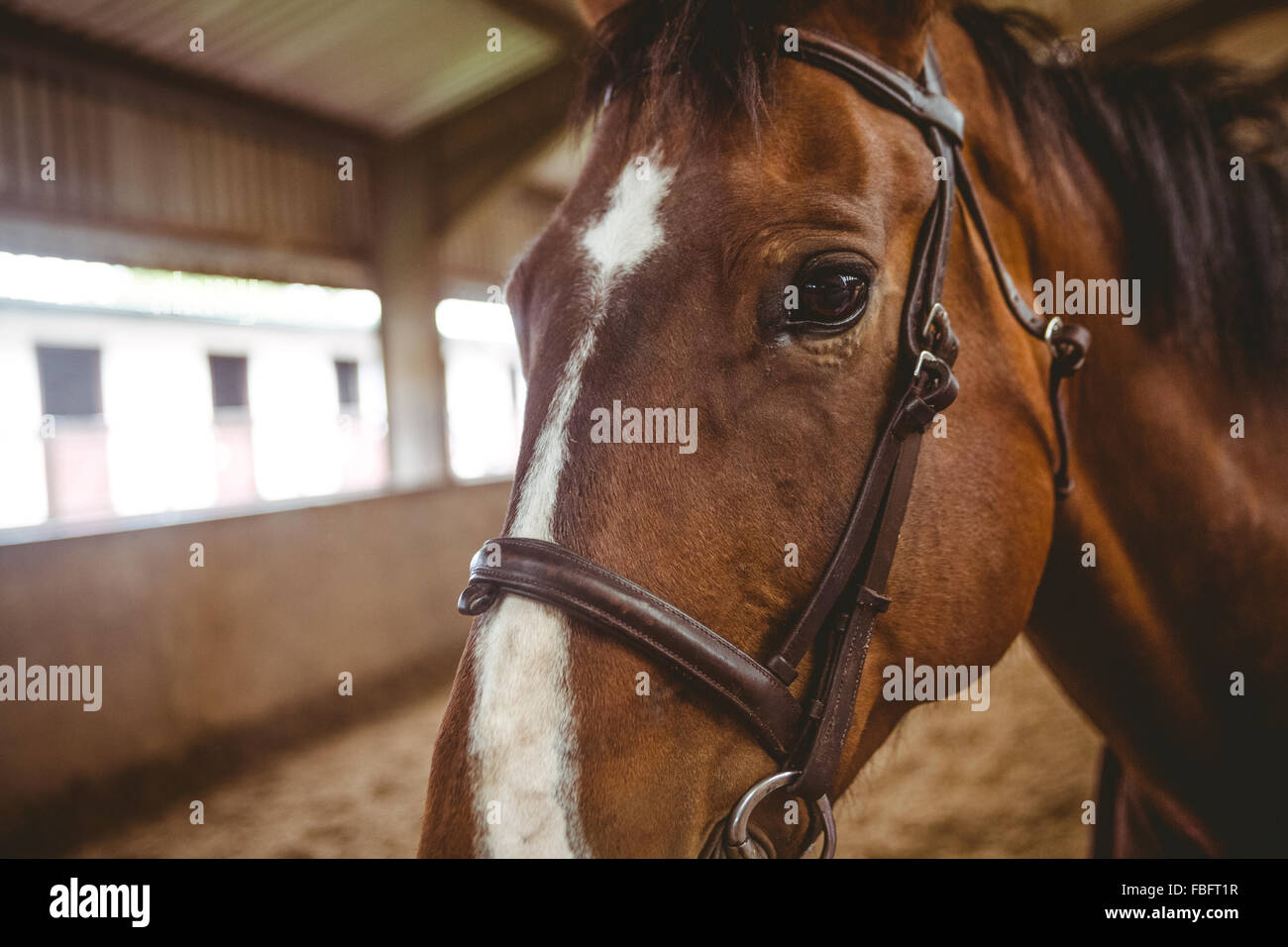 Close up view of horse in paddock Stock Photo - Alamy