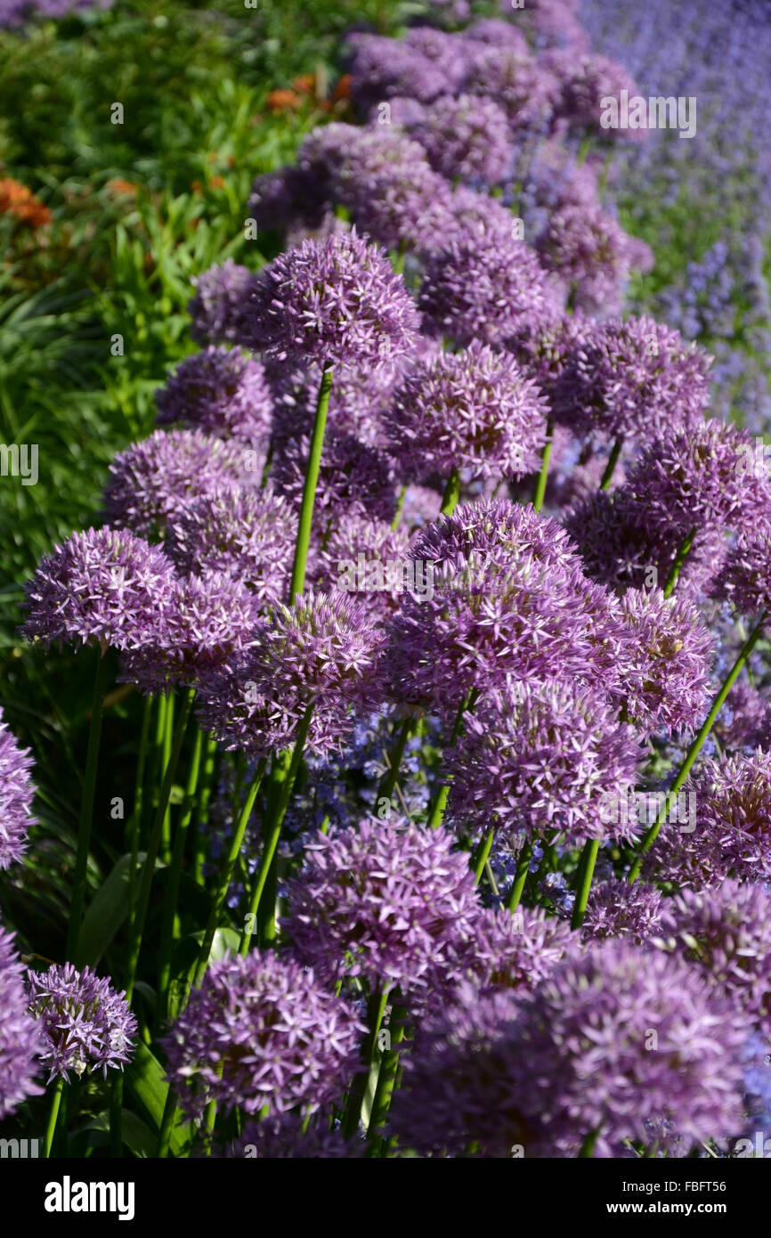The onion genus Allium comprises monocotyledonous flowering plants and ...