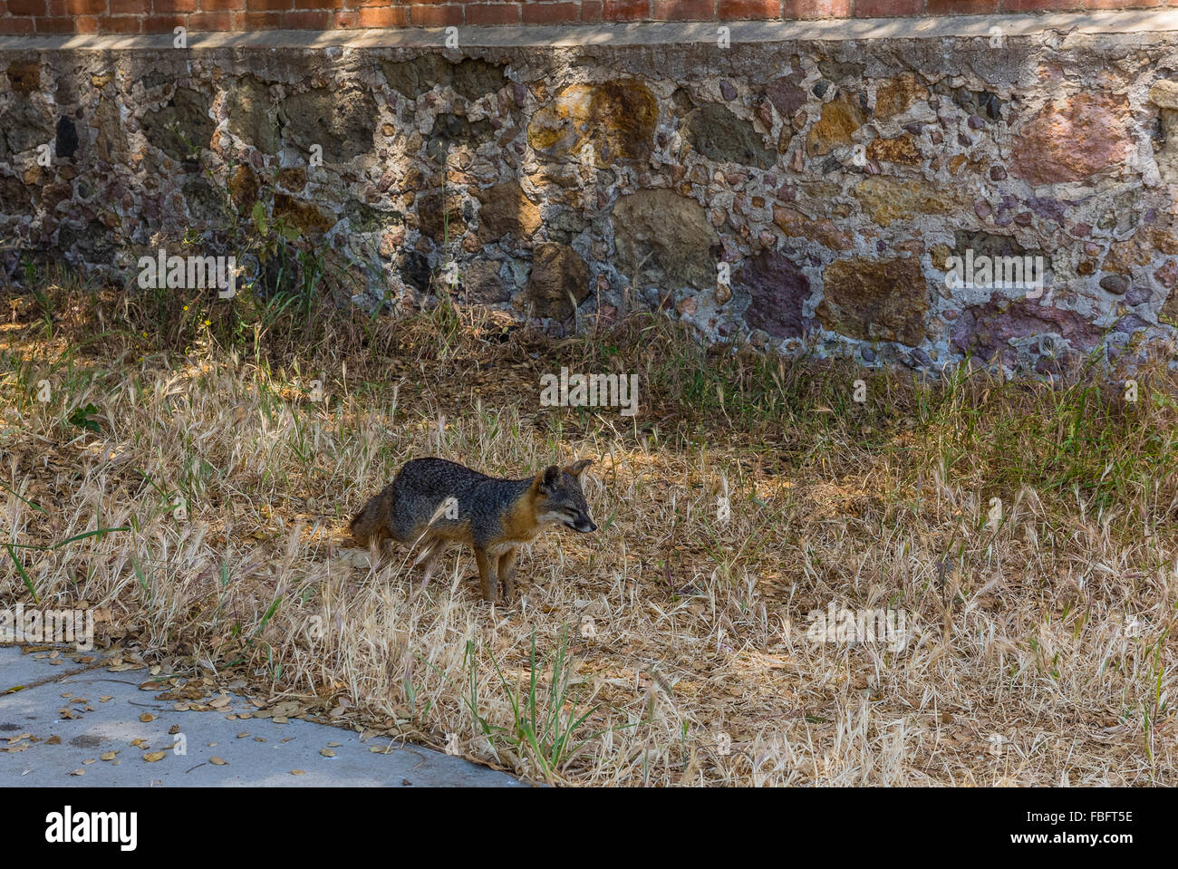 Channel Island Fox. The island fox (Urocyon littoralis) is a small fox ...