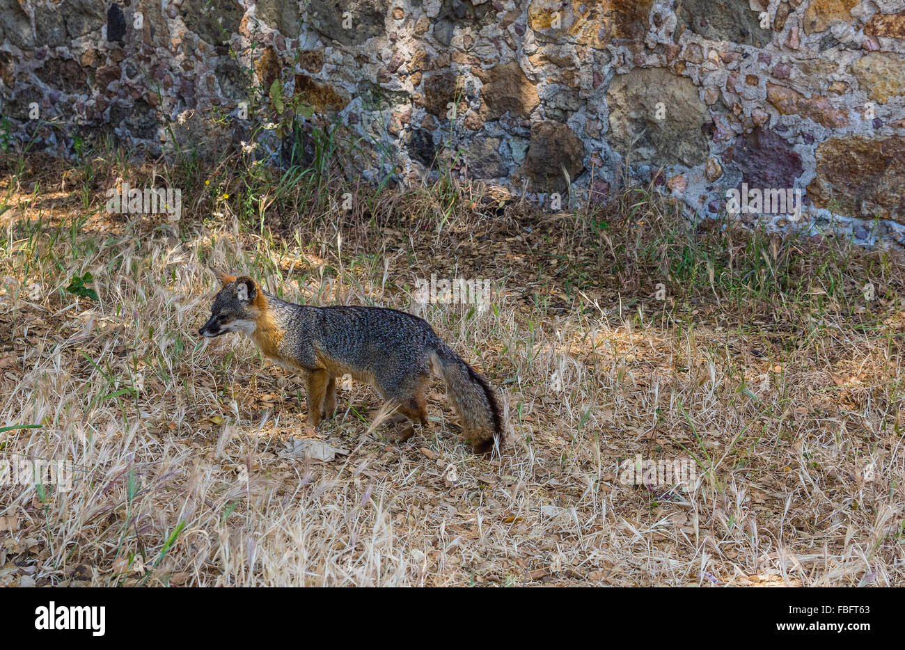 Channel Island Fox. The island fox (Urocyon littoralis) is a small fox ...