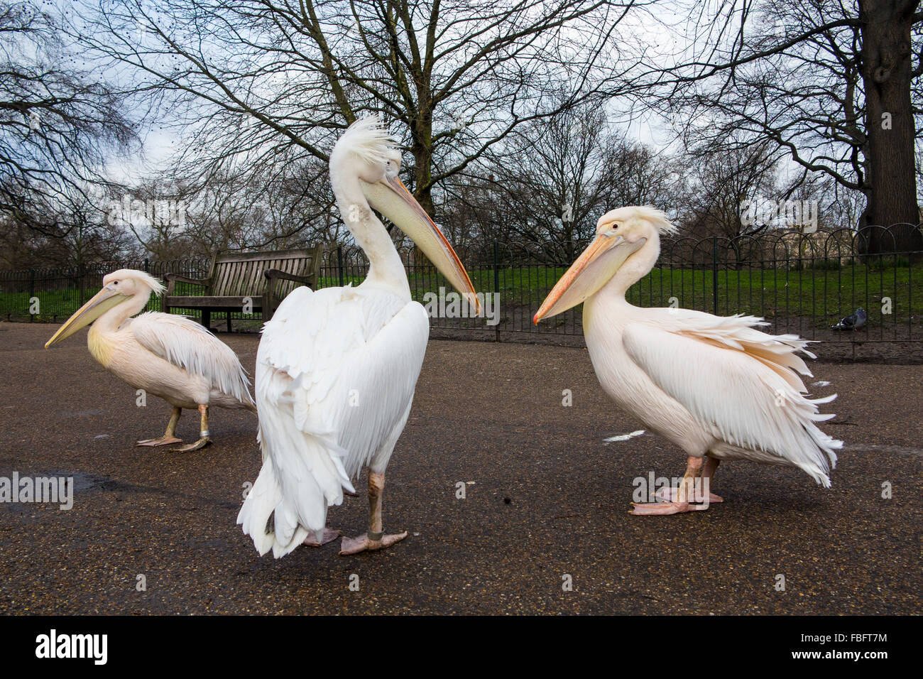 Pelicans in st jamess park hi-res stock photography and images - Alamy