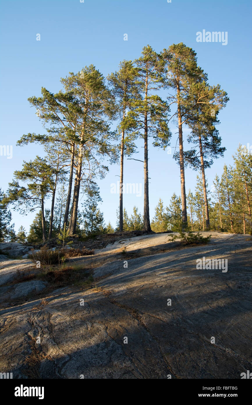 The Angerman (Swedish: angermanaelven) is one of Sweden's longest ...