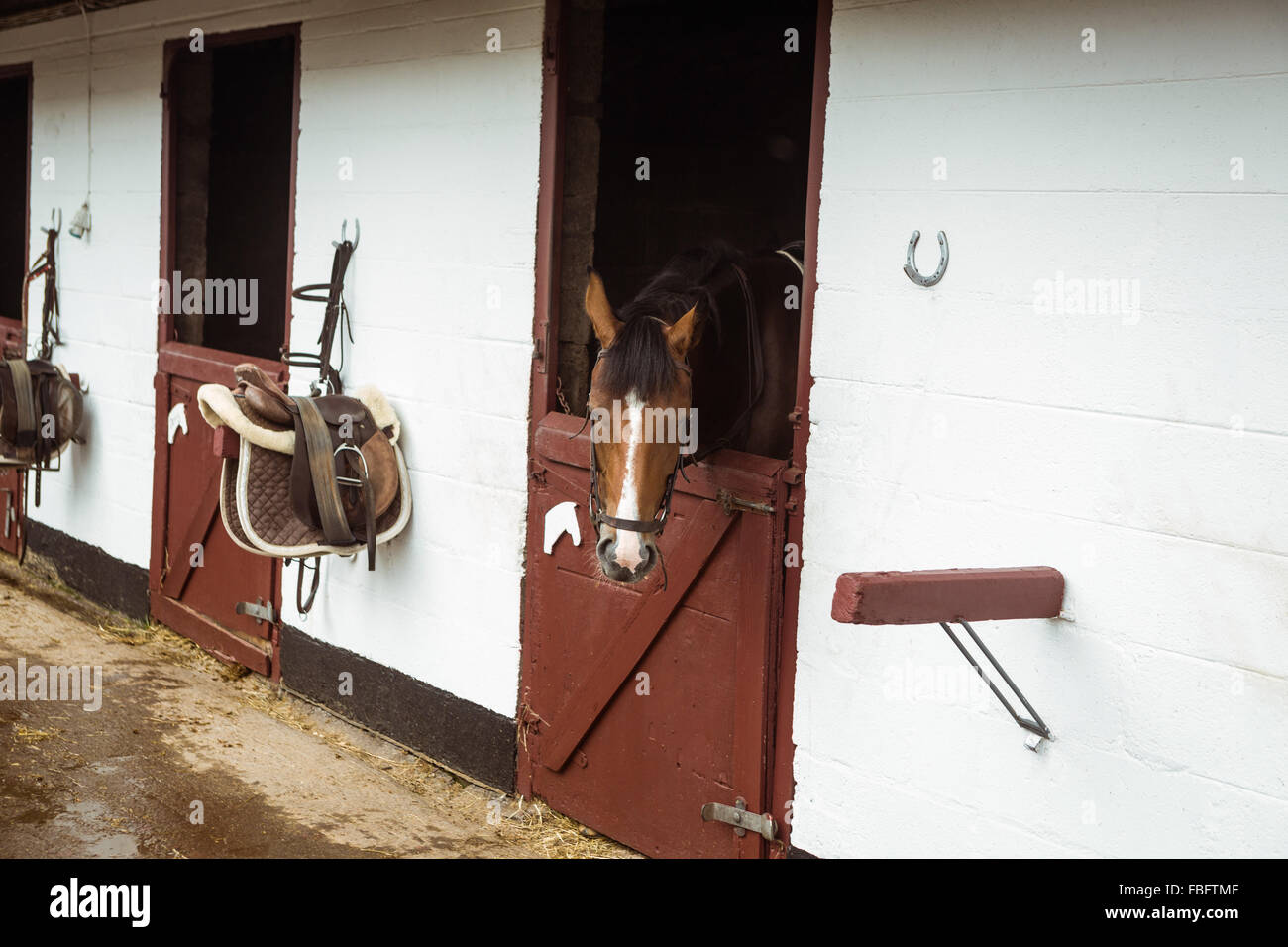 Horse in stable of equestrian centre Stock Photo - Alamy