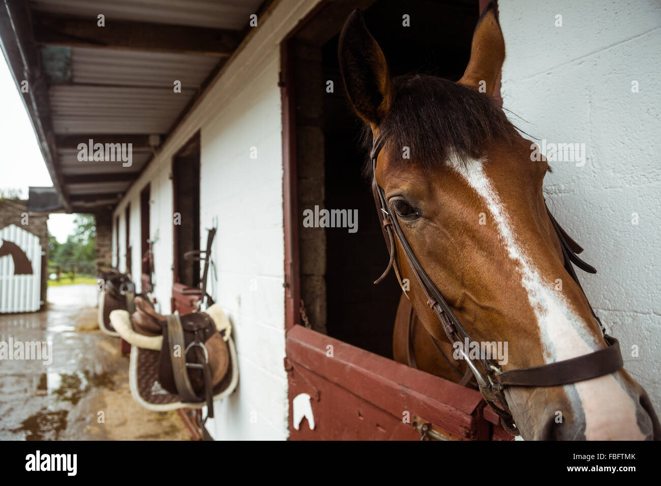 Horse in stable of equestrian centre Stock Photo - Alamy