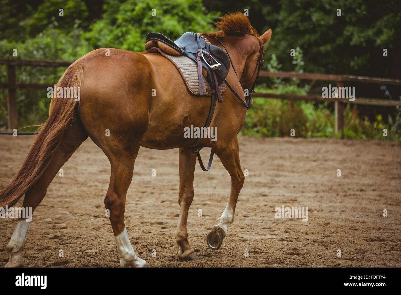 View of horse cantering Stock Photo - Alamy