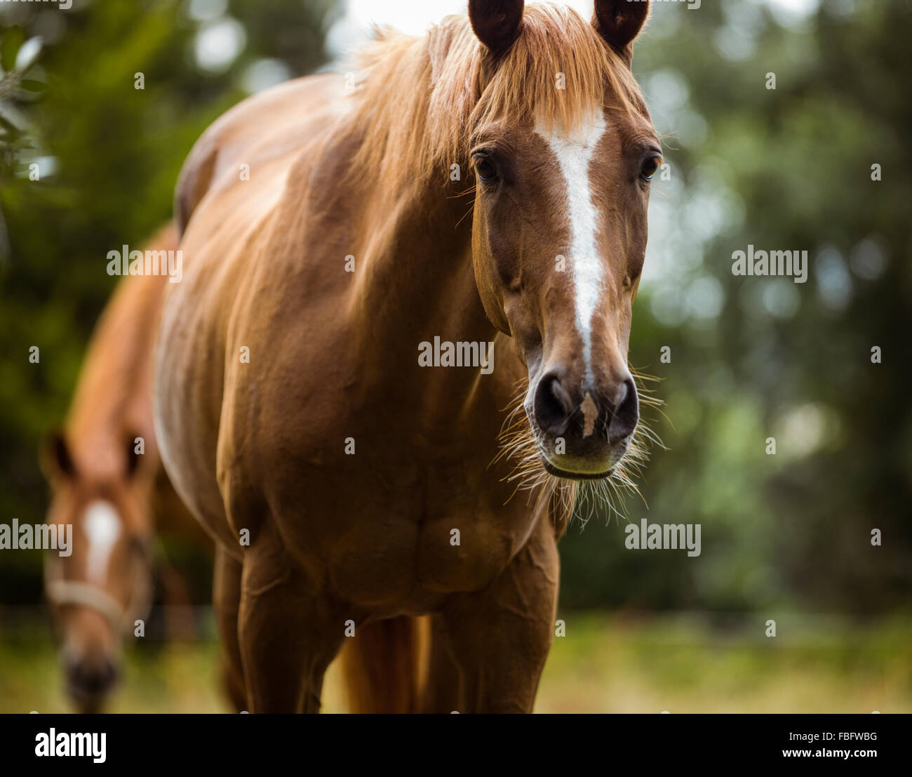 Thorough bred hi-res stock photography and images - Alamy