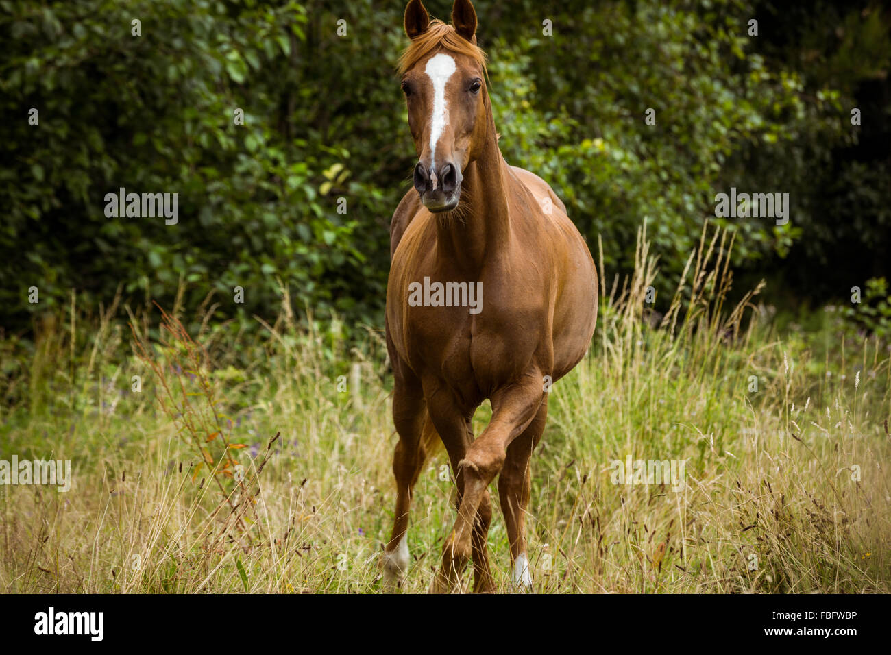 Horse cantering hi-res stock photography and images - Alamy