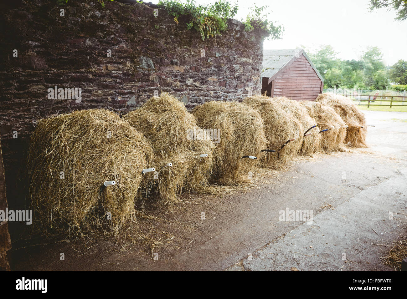 Wheelbarrow with straw row in line Stock Photo - Alamy