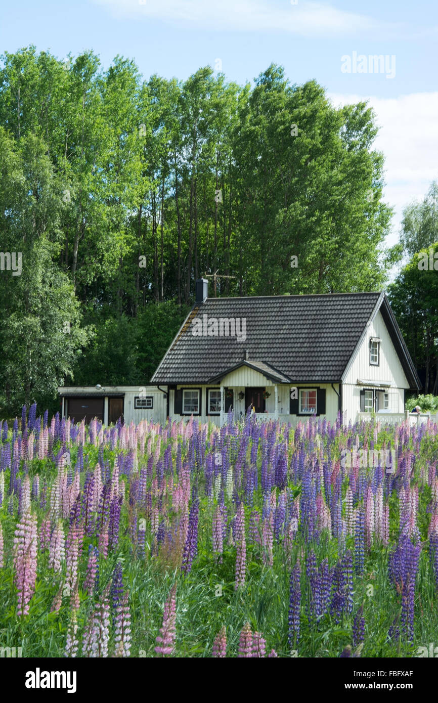 Lupinus, commonly known as lupin or lupine (North America), is a genus ...