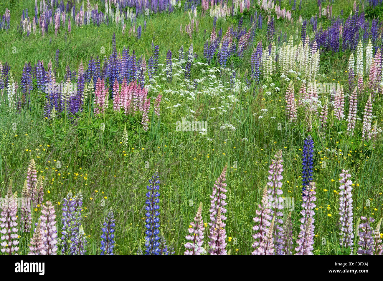 Lupinus, commonly known as lupin or lupine (North America), is a genus ...