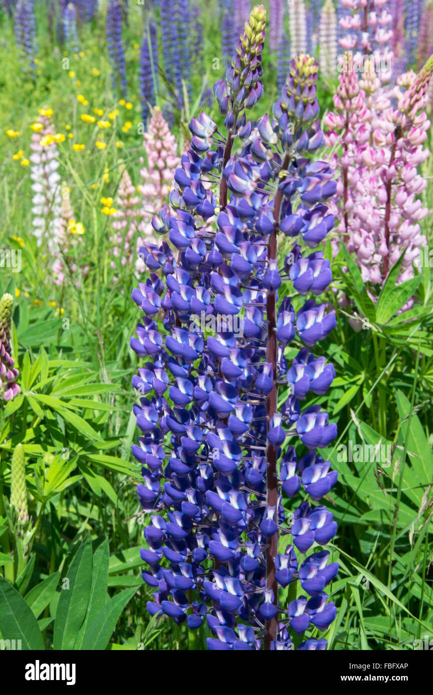 Lupinus, commonly known as lupin or lupine (North America), is a genus ...