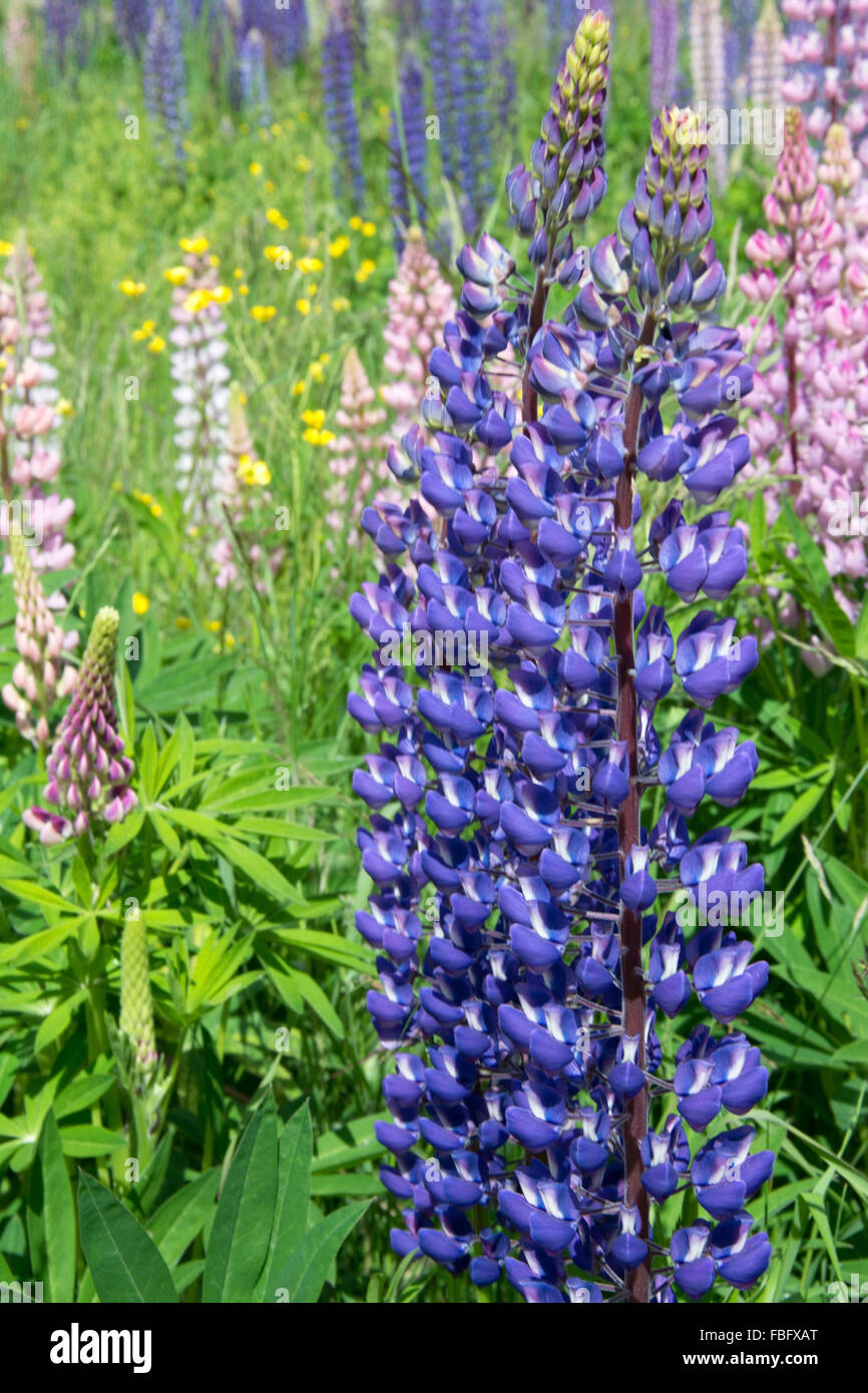 Lupinus, commonly known as lupin or lupine (North America), is a genus ...