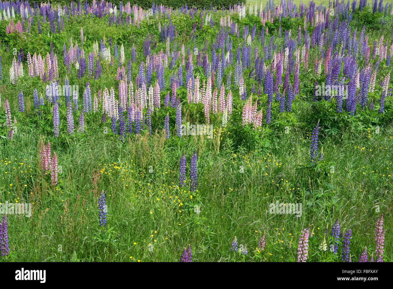 Lupinus, commonly known as lupin or lupine (North America), is a genus ...