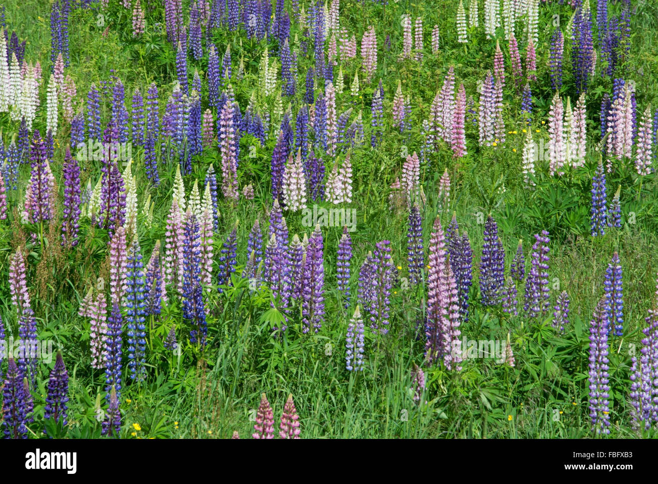 Lupinus, commonly known as lupin or lupine (North America), is a genus ...