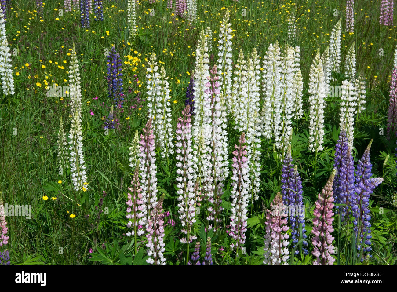 Lupinus, commonly known as lupin or lupine (North America), is a genus ...