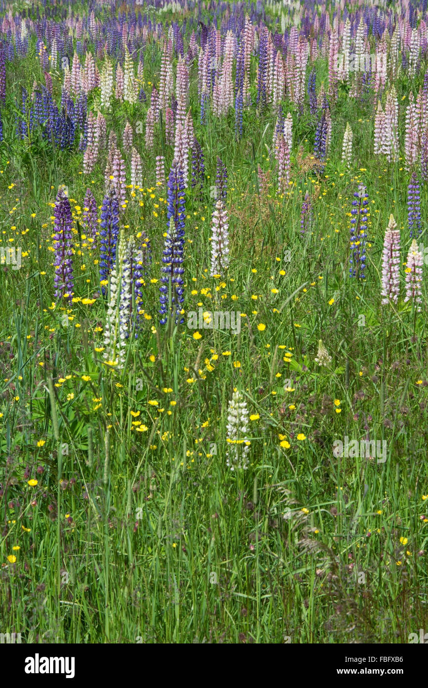 Lupinus, commonly known as lupin or lupine (North America), is a genus ...