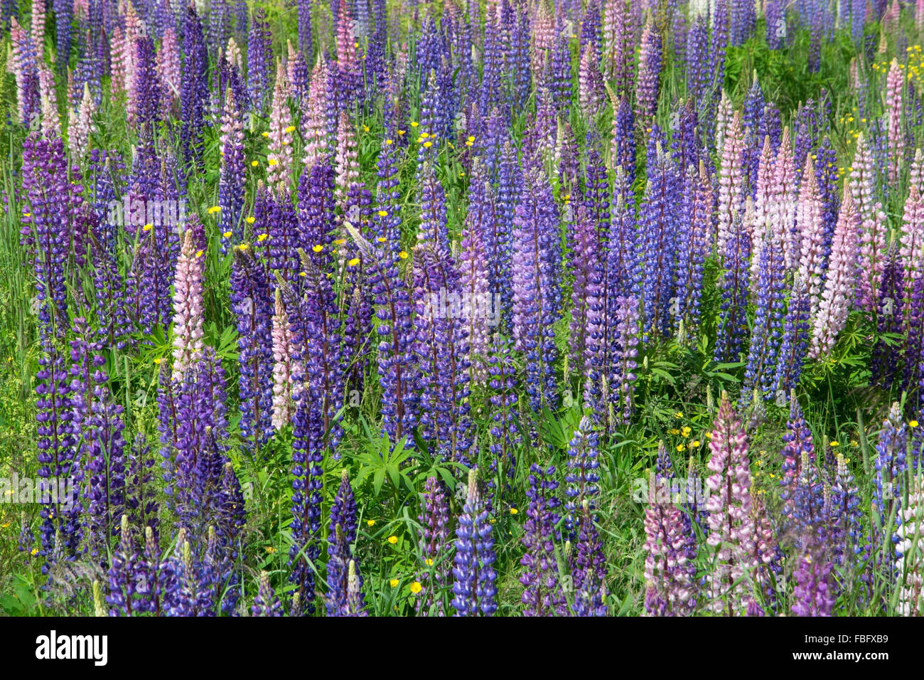 Lupinus, commonly known as lupin or lupine (North America), is a genus ...