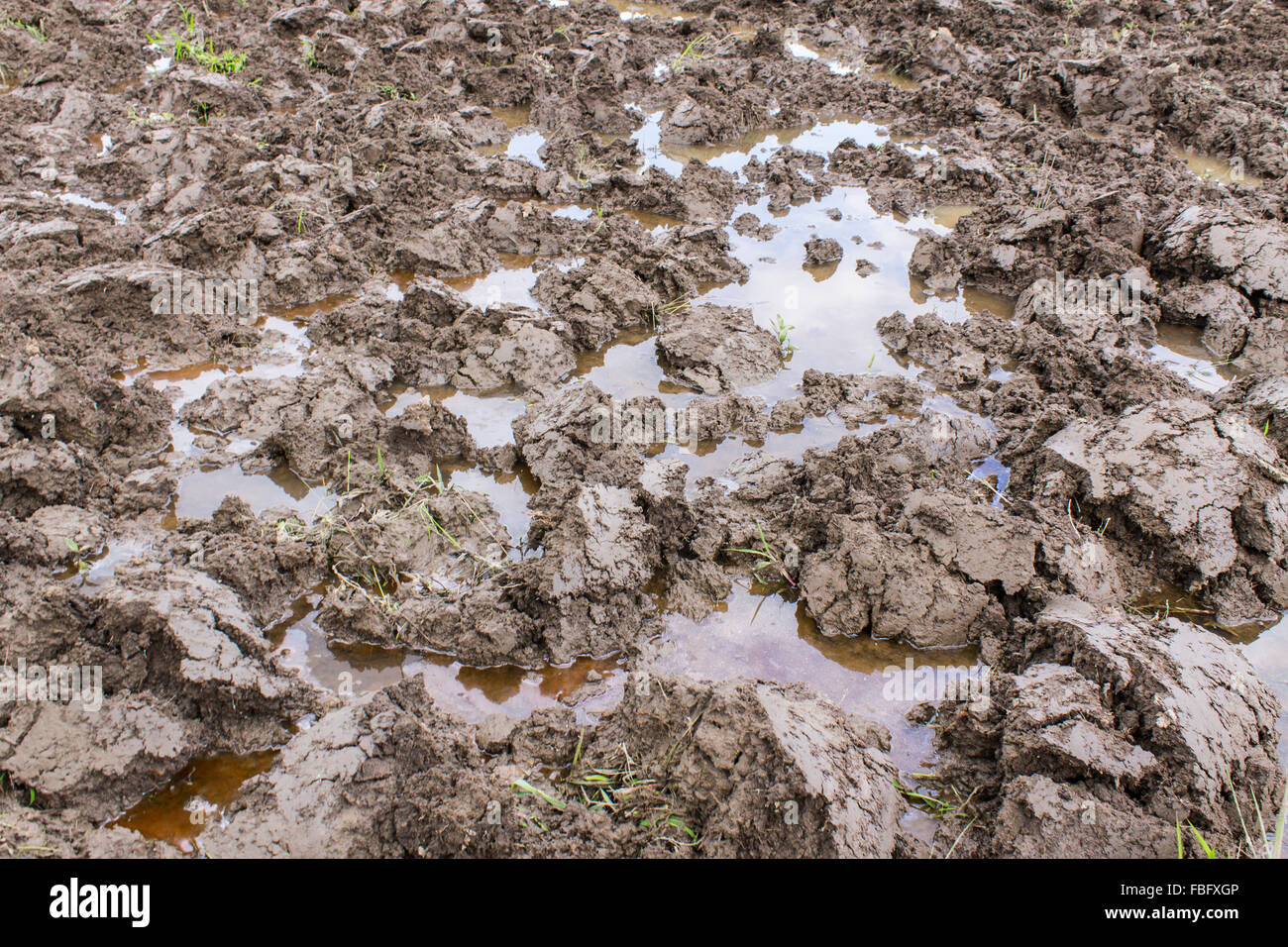 Soil in rice field Stock Photo - Alamy