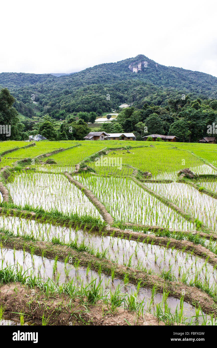 Rice field terraces in doi inthanon, Ban Mae Klang Luang Chiangmai ...