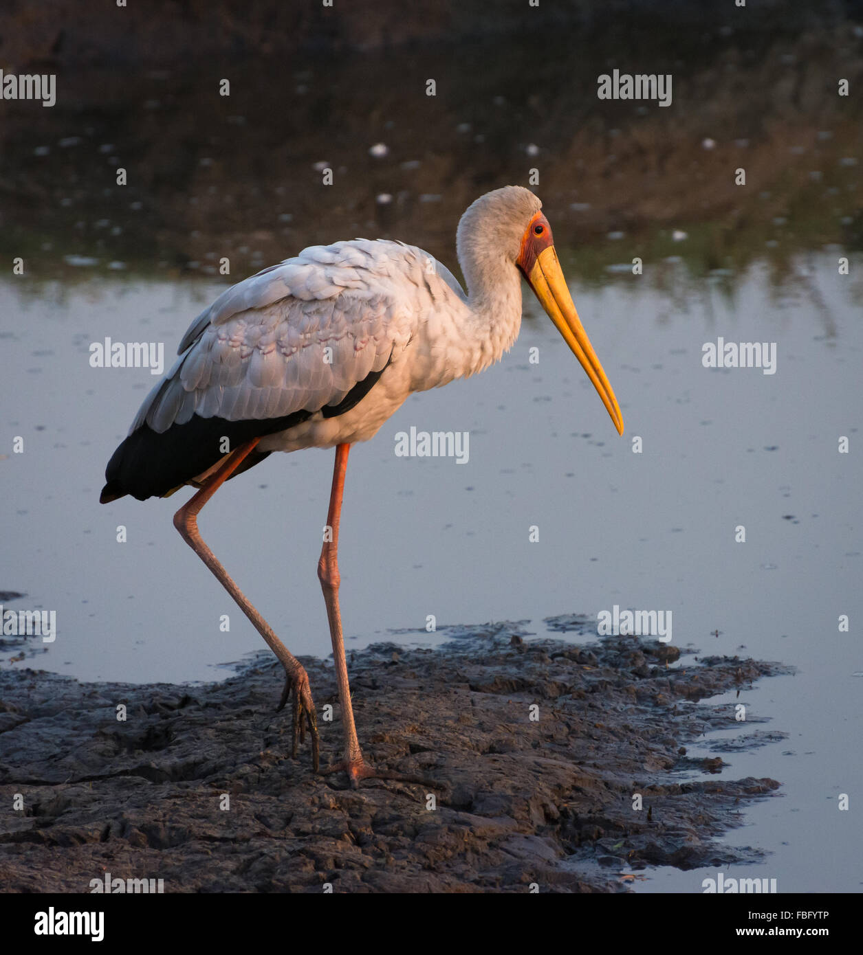 Yellow-billed stork (Mycteria ibis) in Chobe National Park, Botswana ...