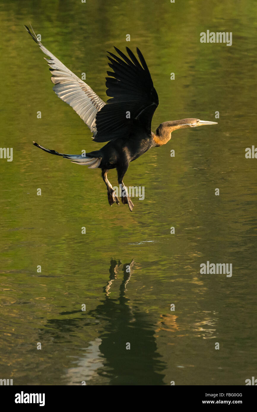 Anhinga rufa flying hi-res stock photography and images - Alamy
