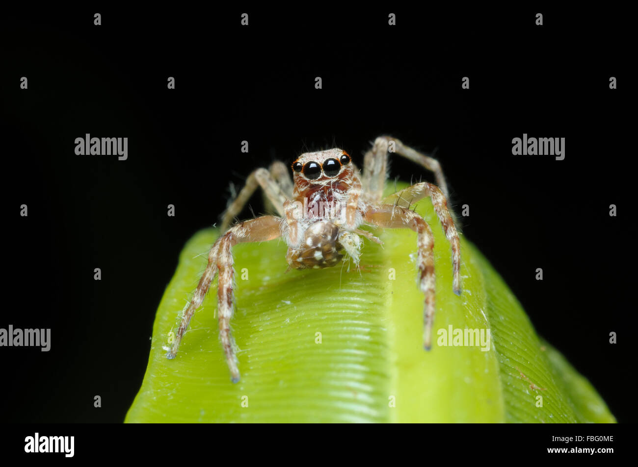 Bronze Aussie jumping spider, Helpis minitabunda, at Glenbrook, New ...