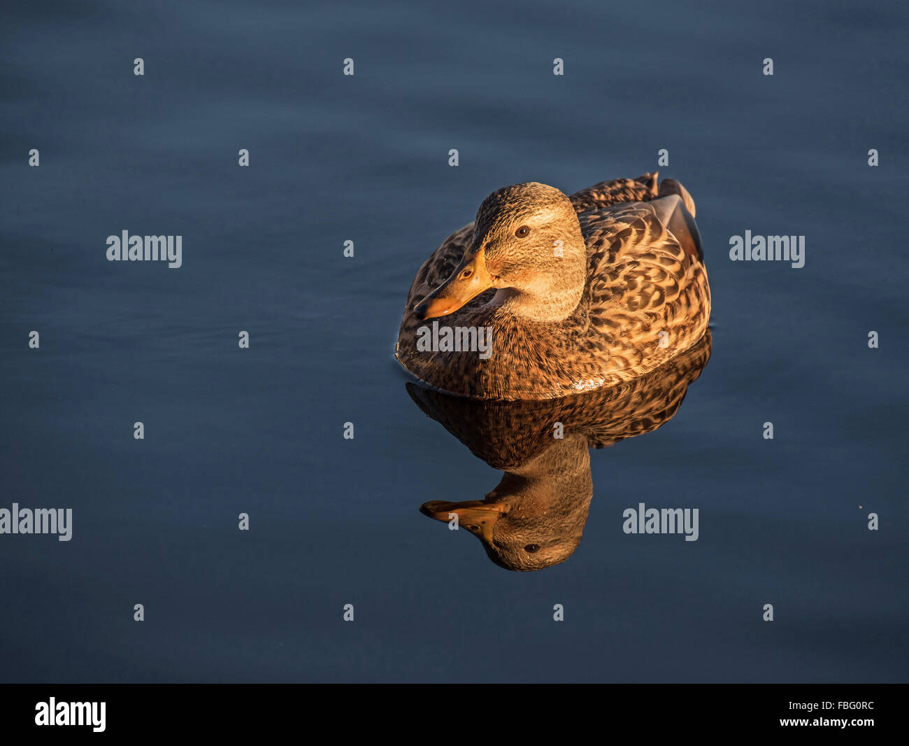 Mallard and reflection hi-res stock photography and images - Alamy