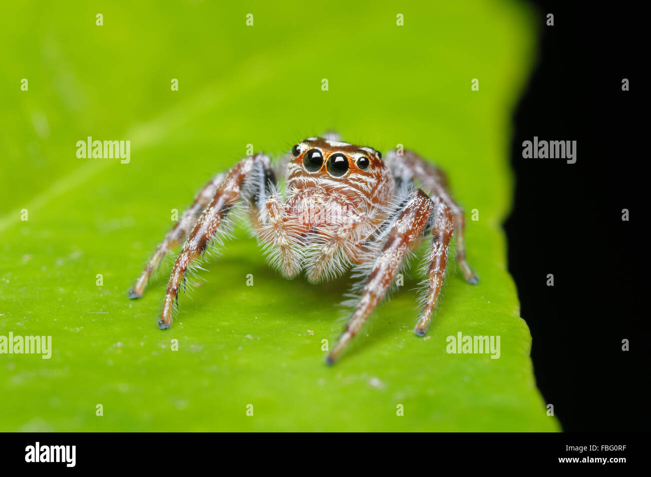 Opisthoncus sp. at Glenbrook. DSC 8181 Stock Photo - Alamy