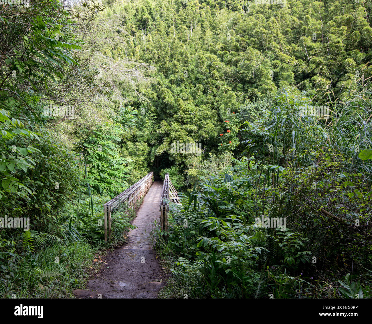 Canopy trail bridge hi-res stock photography and images - Alamy