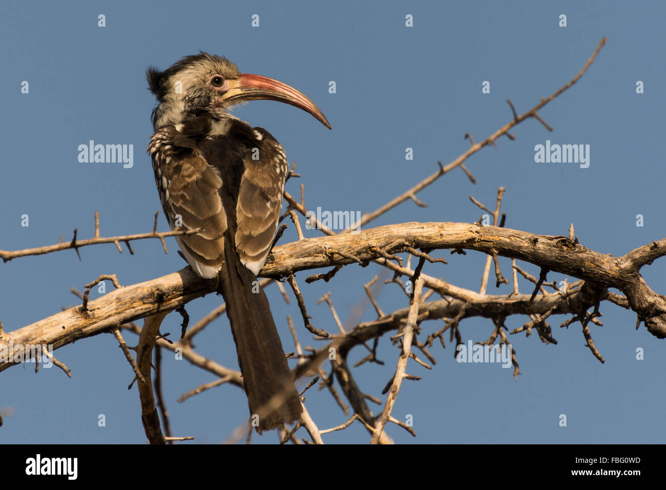 Southern red-billed hornbill (Tockus rufirostris) at Roy's Camp ...