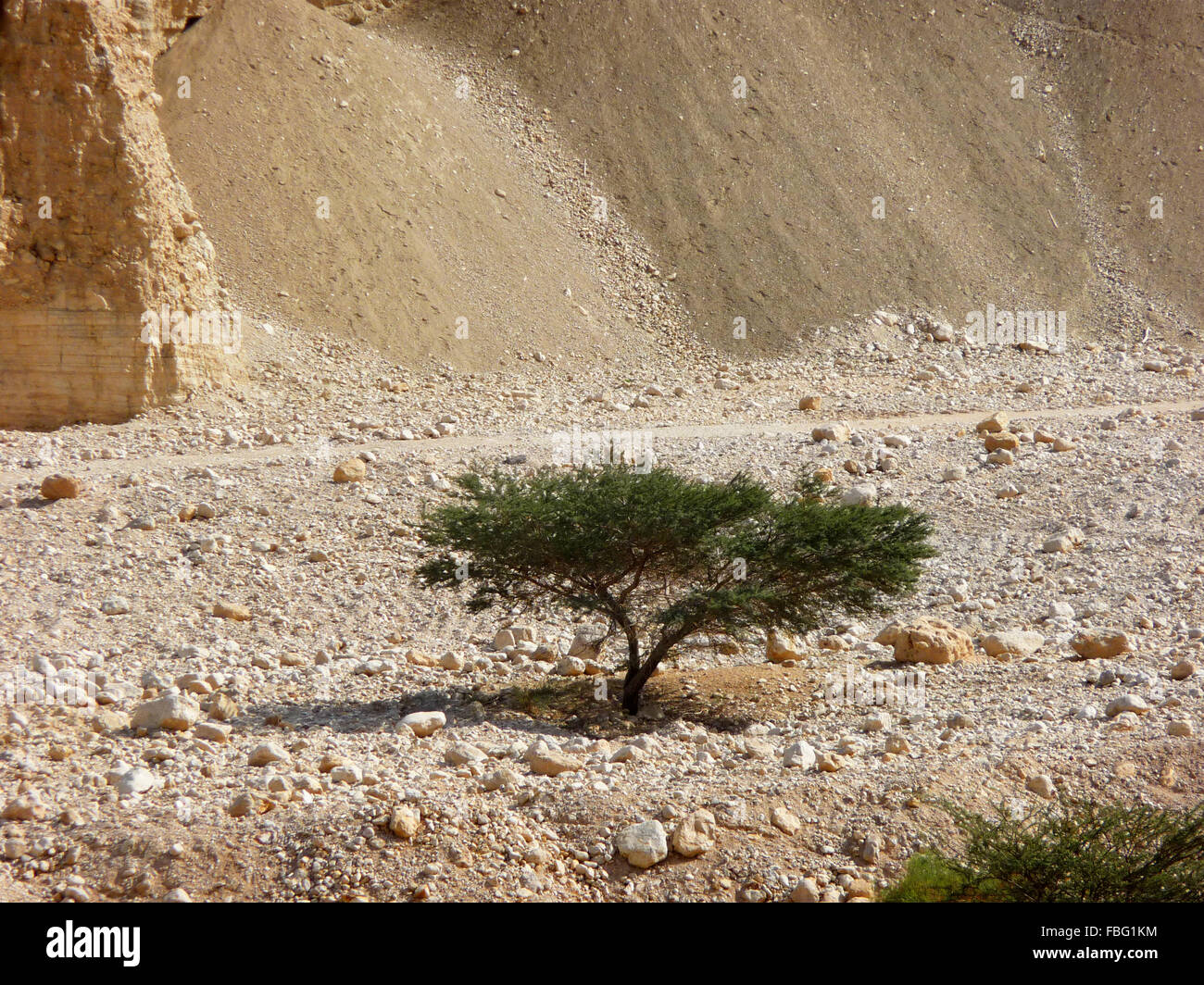 Tree standing alone in the desert, isolated from the others on the path ...