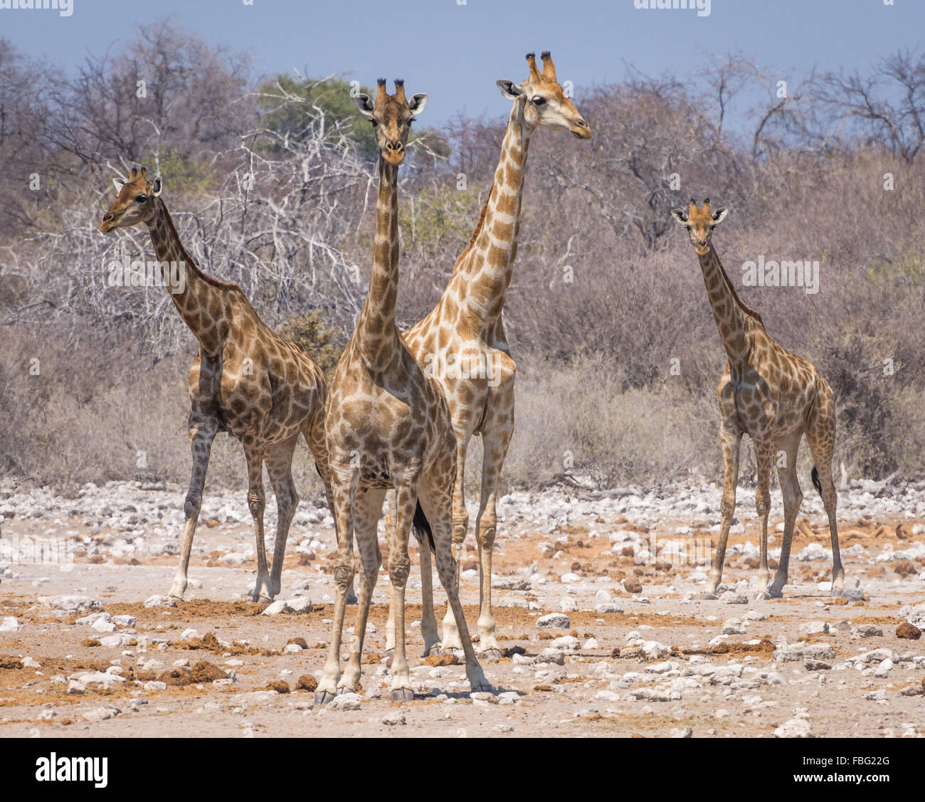 Angolan giraffes (Giraffa angolensis) in Etosha National Park, Namibia ...
