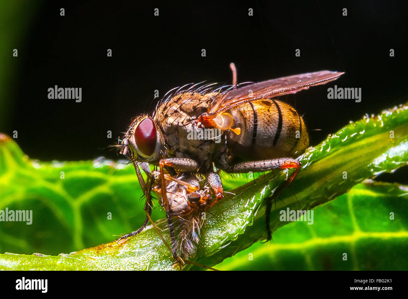 A carnivorous fly consumes a smaller insect Stock Photo - Alamy
