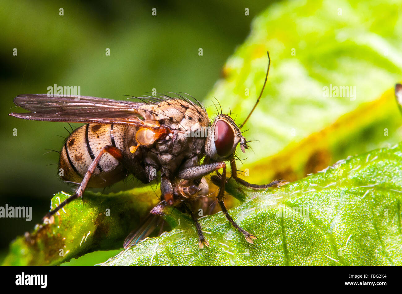 A carnivorous fly consumes a smaller insect Stock Photo - Alamy